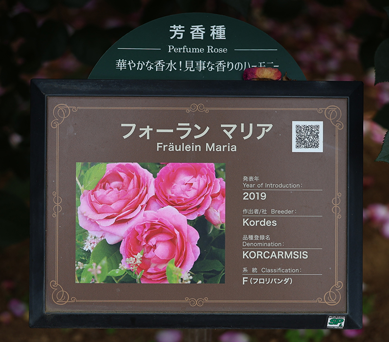 フォーラン マリア | バラ図鑑