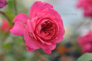 バラ図鑑 | アイバーズ ローズ Ivor’s Rose | バラ図鑑