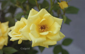 カルゴールド | バラ図鑑