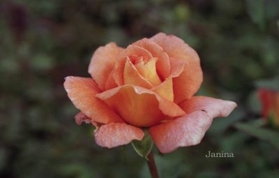 ジャニナ | バラ図鑑