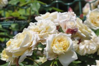 セリーヌ フォレスティエ | バラ図鑑