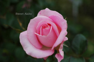 スイート アキト | バラ図鑑