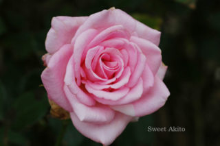 スイート アキト | バラ図鑑