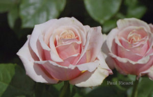 ポール リカード | バラ図鑑