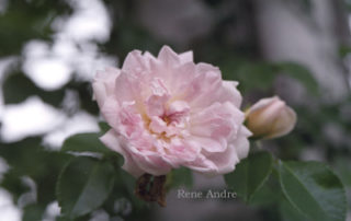 レネ アンドレ | バラ図鑑