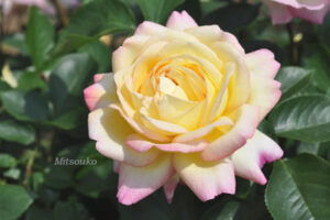 ミツコ | バラ図鑑